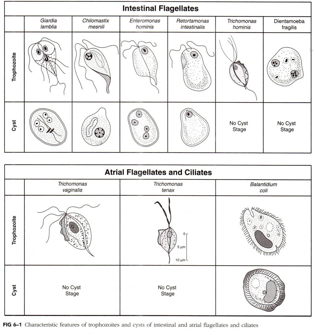 Flagellates :: Parasitology