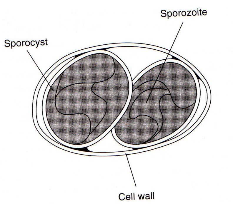Coccidia :: Parasitology