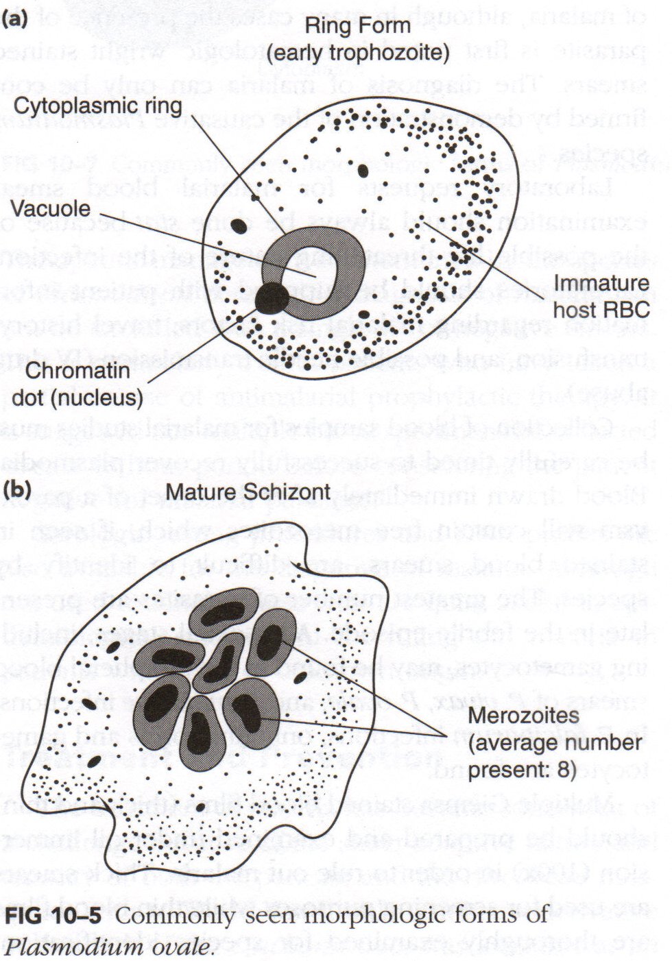 Plasmodium Malariae :: Parasitology